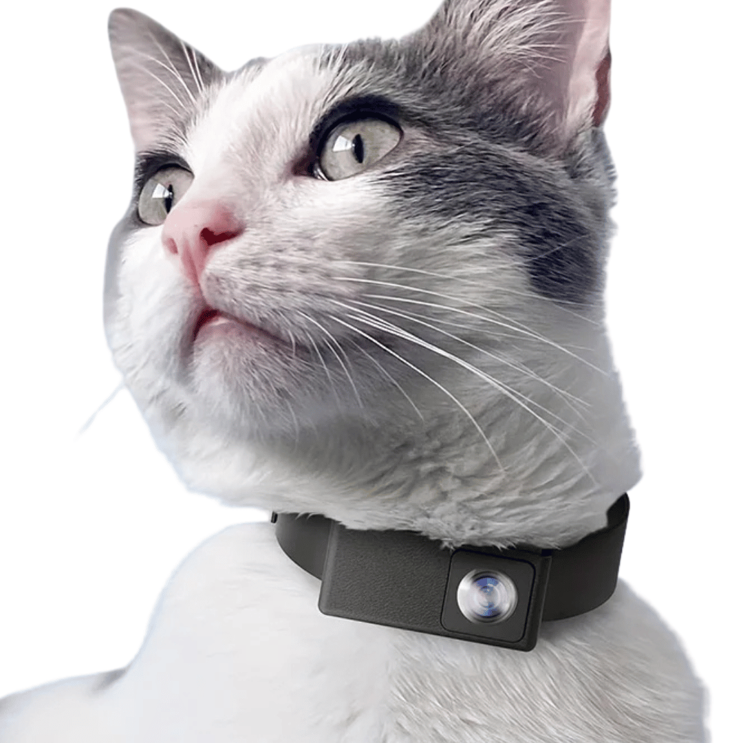 HD Pet Collar Camera with 160° Lens for Dogs & Cats – GLOVERA